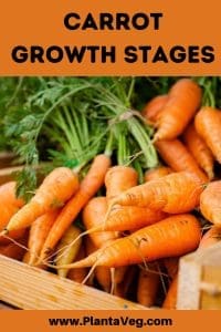 Carrot Growth Stages: How To Plant & Grow Carrots | Plant A Veg