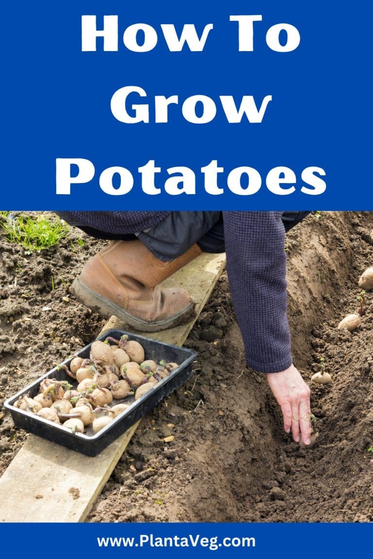 How To Grow Potatoes | Plant A Veg