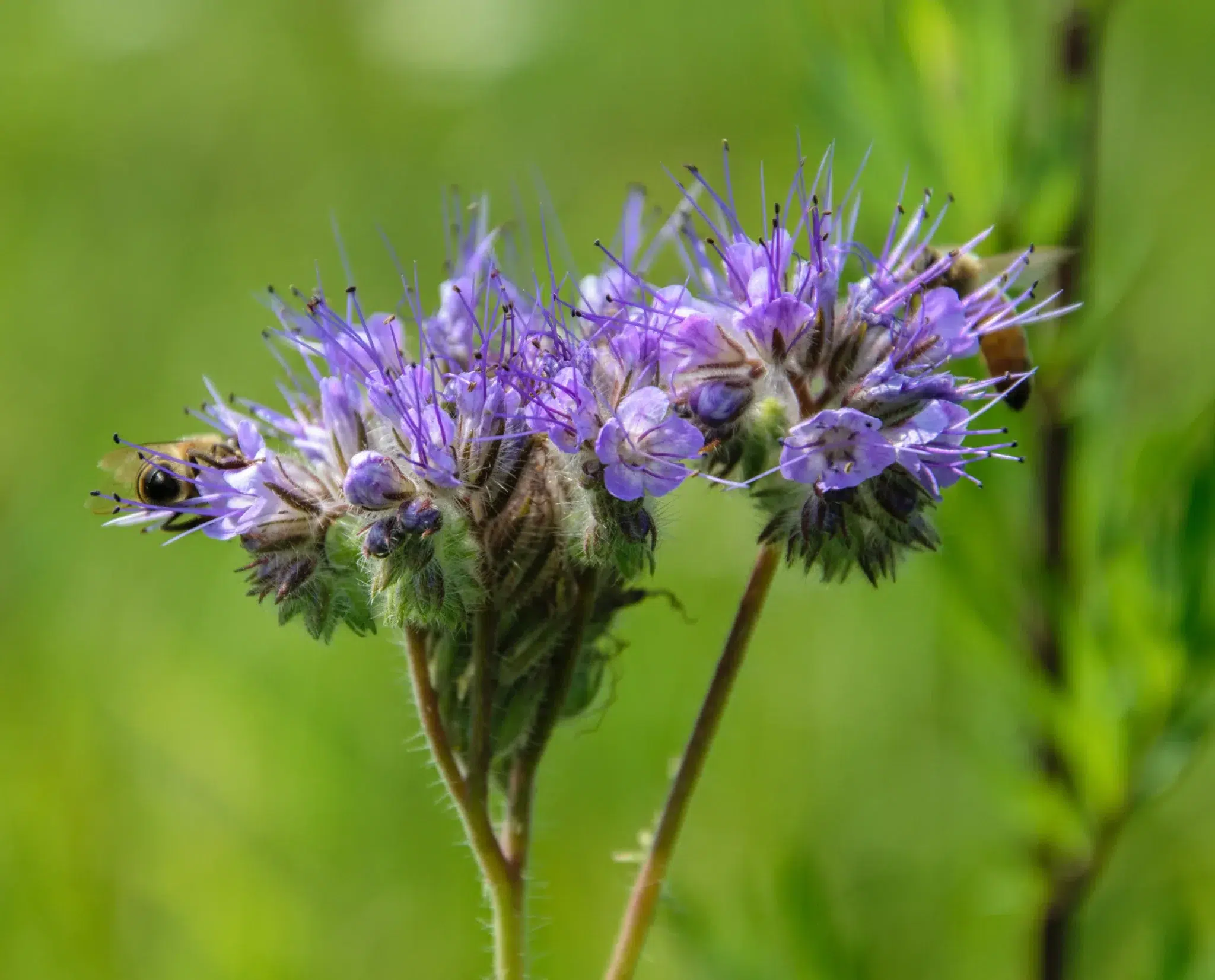 Purple Flower Weeds | Plant A Veg