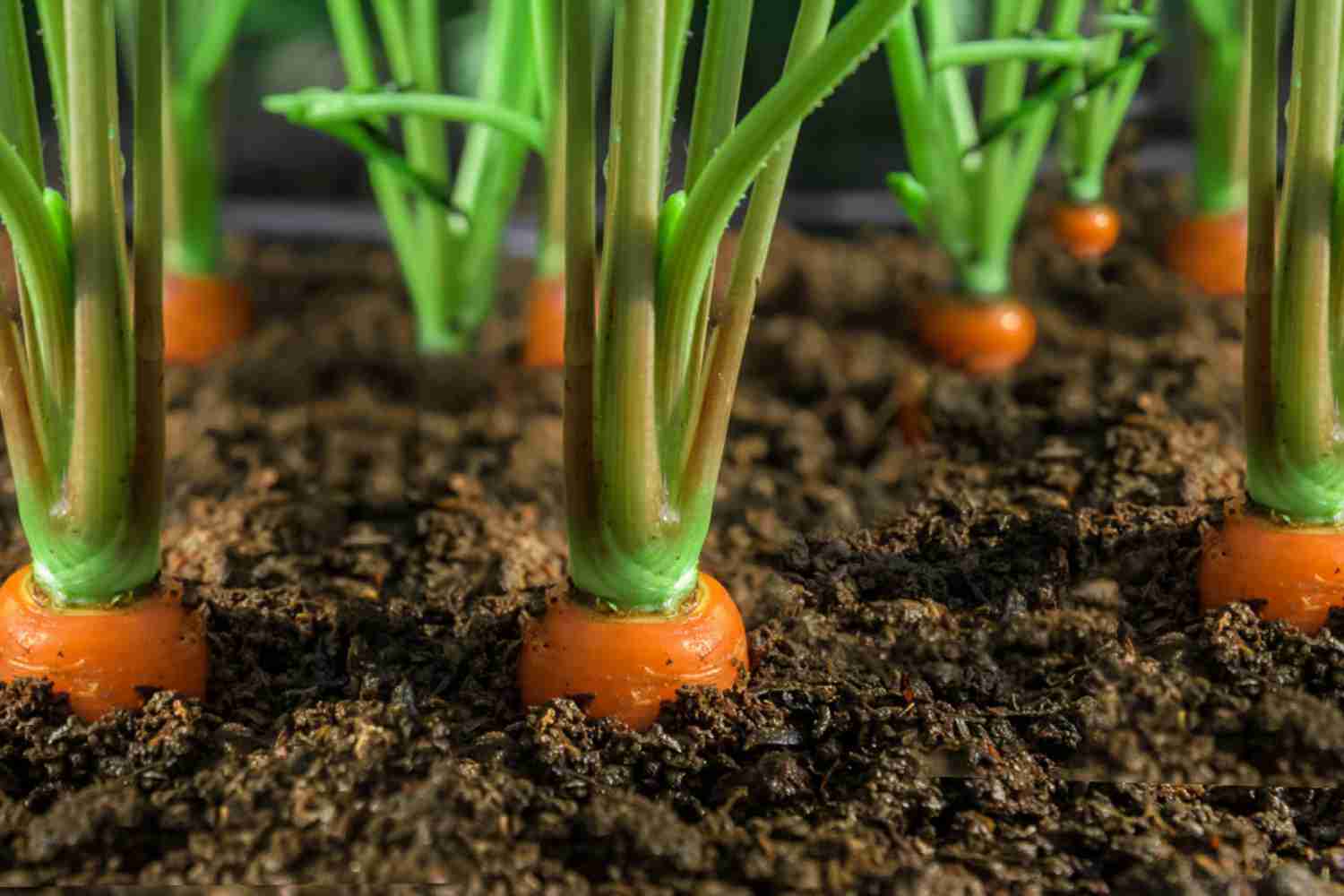 How To Grow Carrots | Plant A Veg