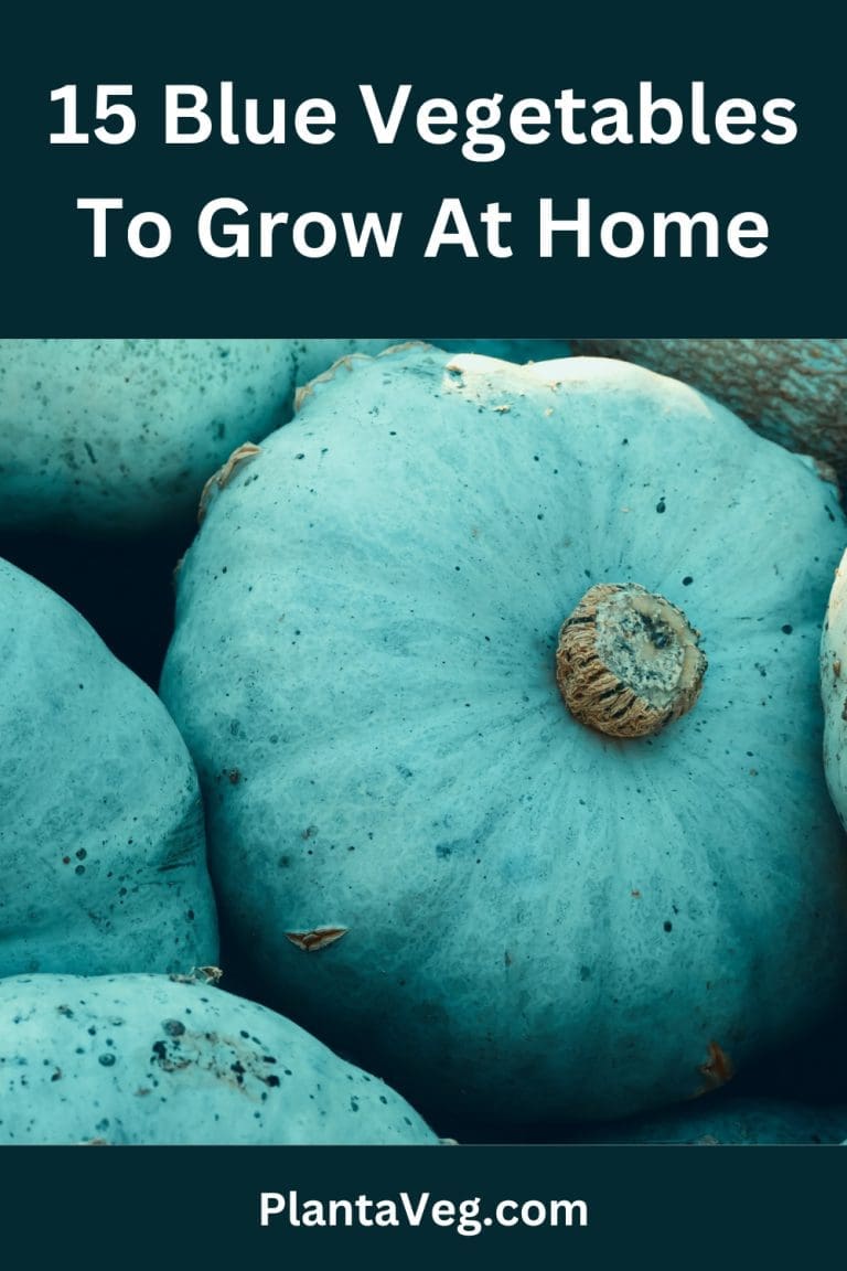 15 Blue Vegetables | Plant A Veg