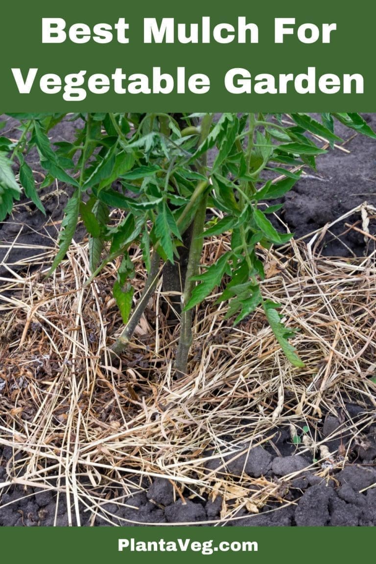 Best Mulch For Vegetable Garden | Plant A Veg