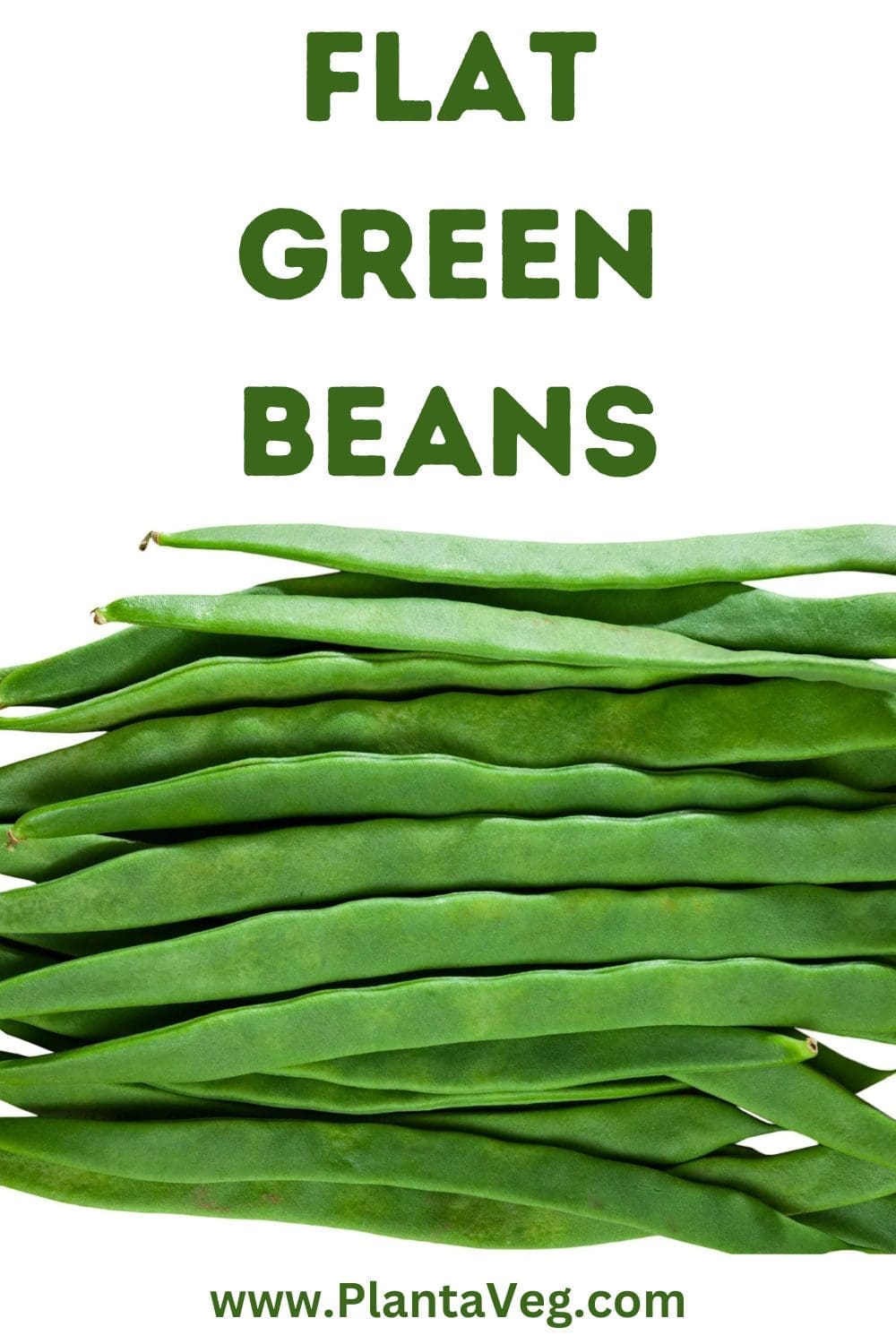 Flat Green Beans | Plant A Veg