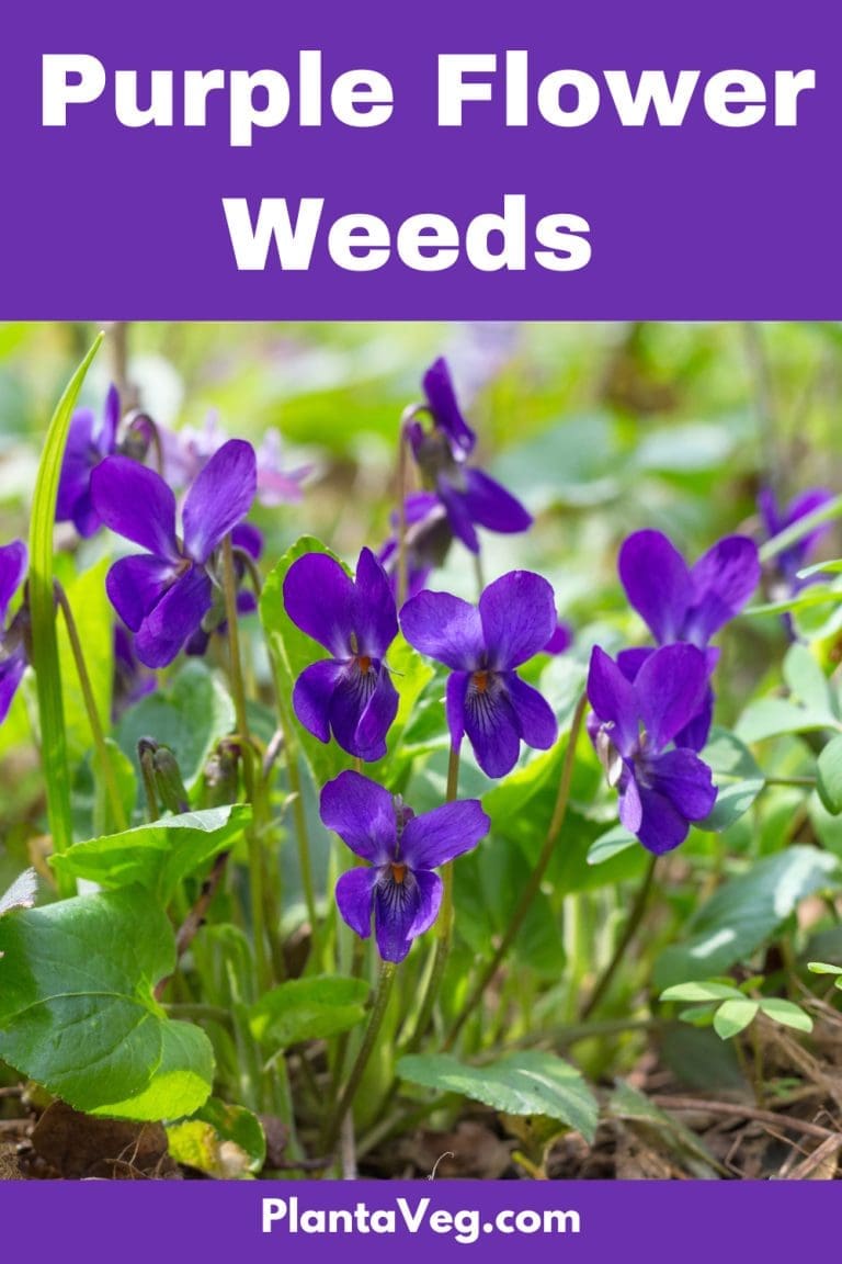 Purple Flower Weeds | Plant A Veg