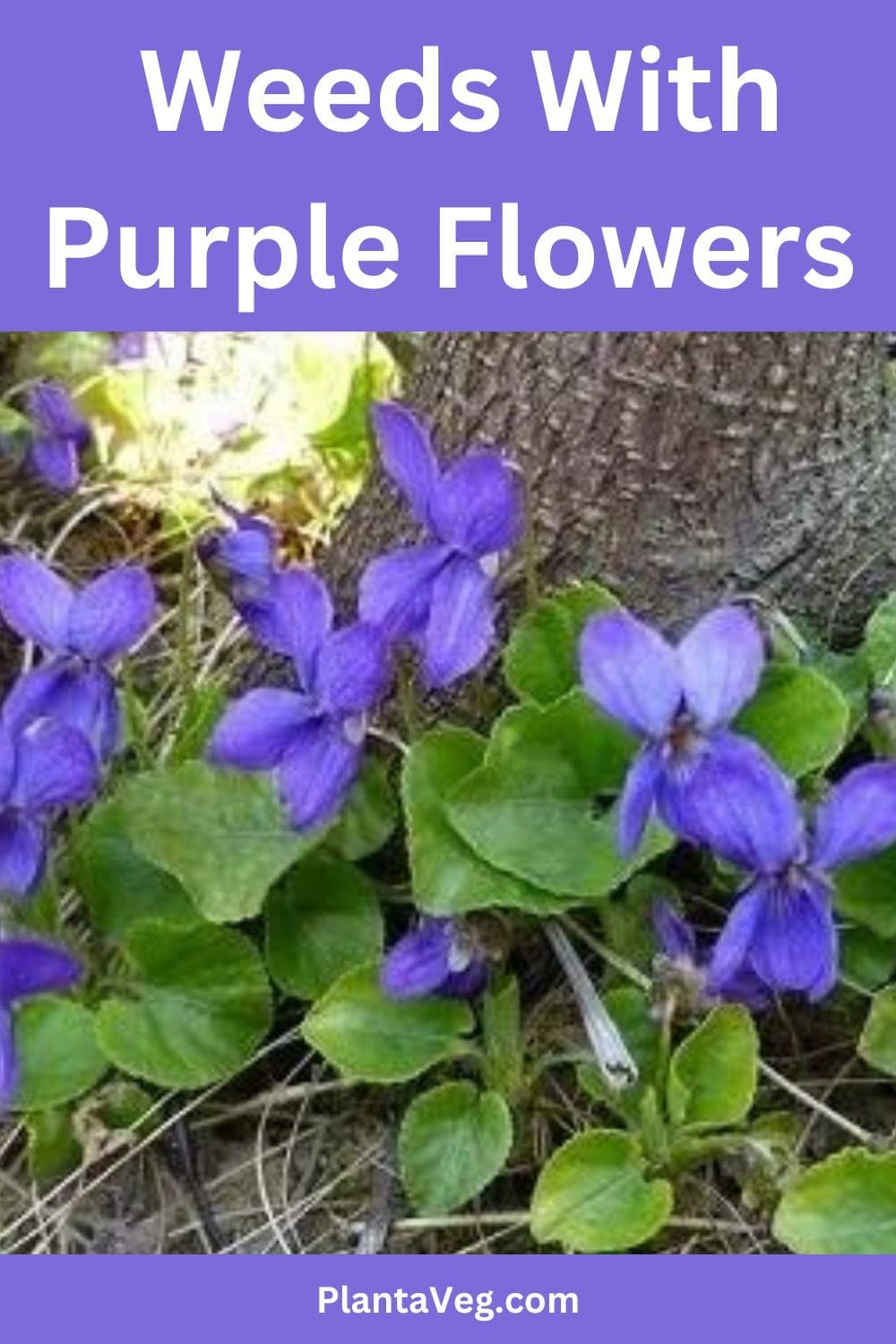 13 Weeds With Purple Flowers | Plant A Veg