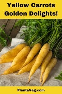 Yellow Carrots | Plant A Veg
