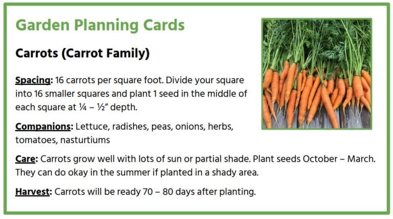 Carrot Companion Plants | Plant A Veg
