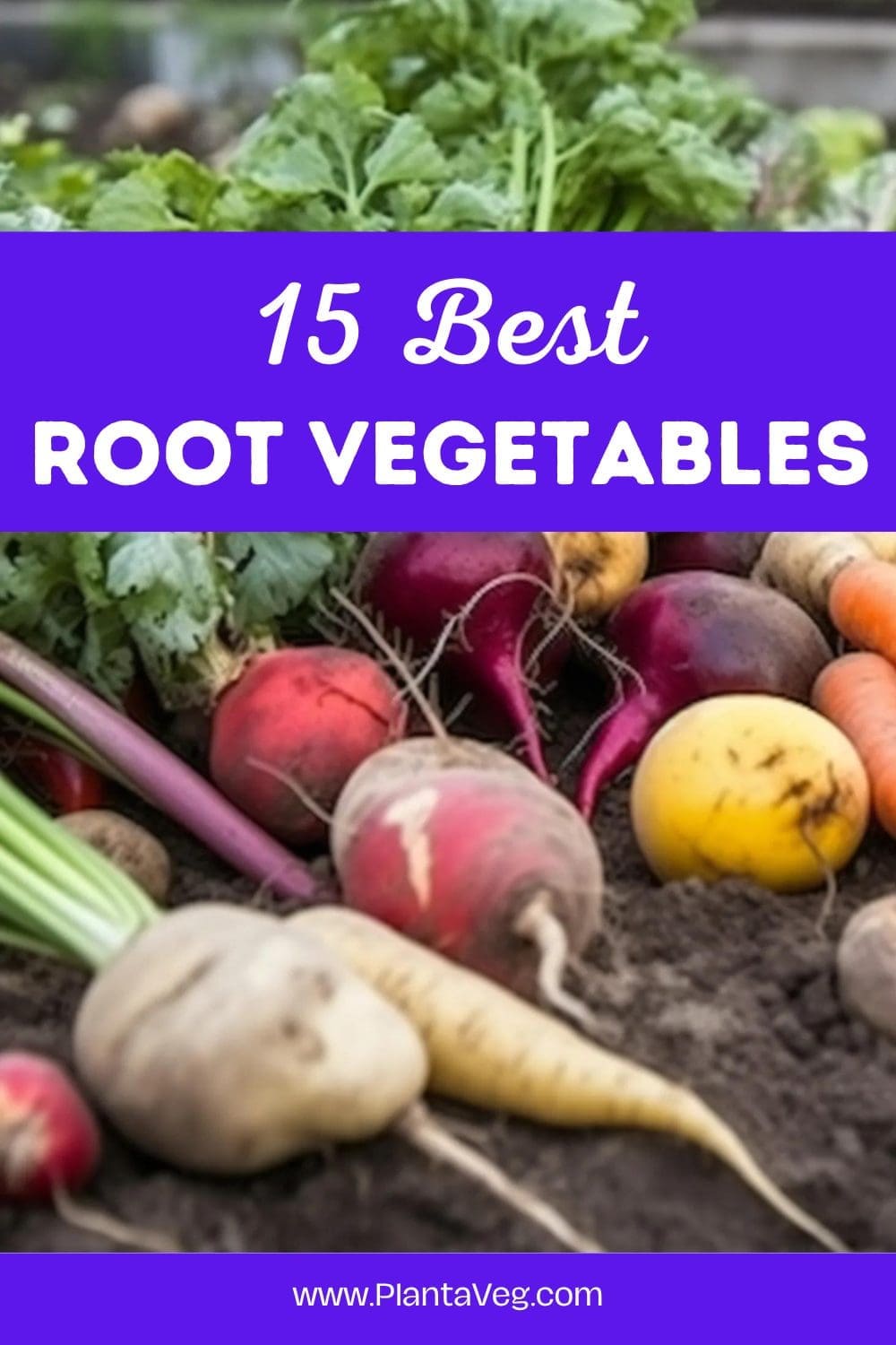 15 Best Root Vegetables - Nutritious & Delicious! | Plant A Veg