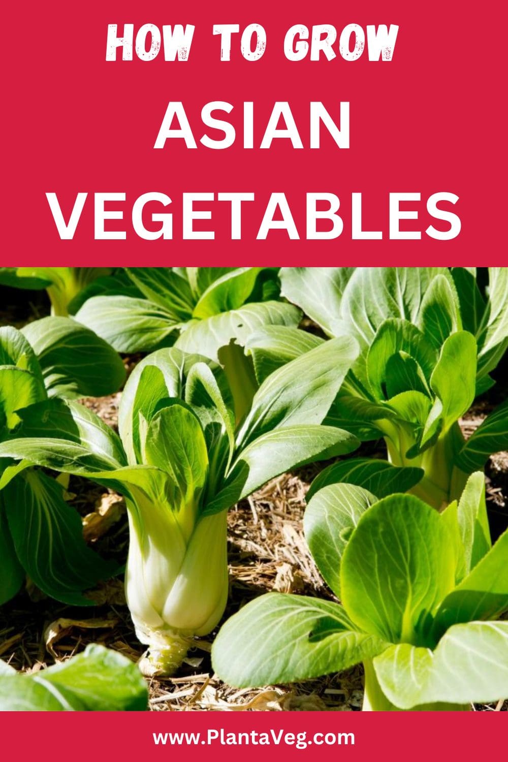 Asian Vegetable Seeds: How To Grow Asian Vegetables | Plant A Veg