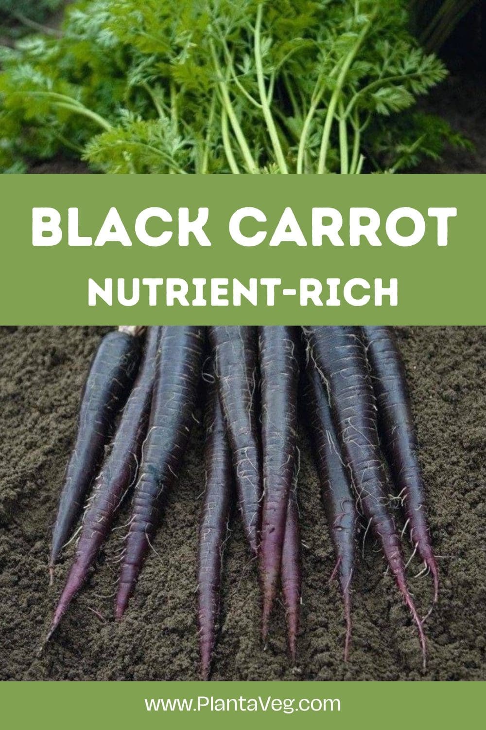 Black Carrot: A Nutrient-Rich Addition to Your Garden | Plant A Veg