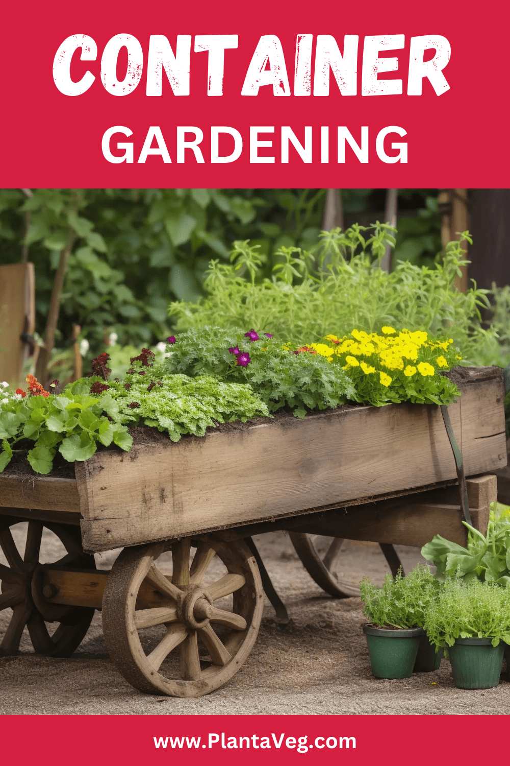 Container Gardening: Tips & Tricks | Plant A Veg