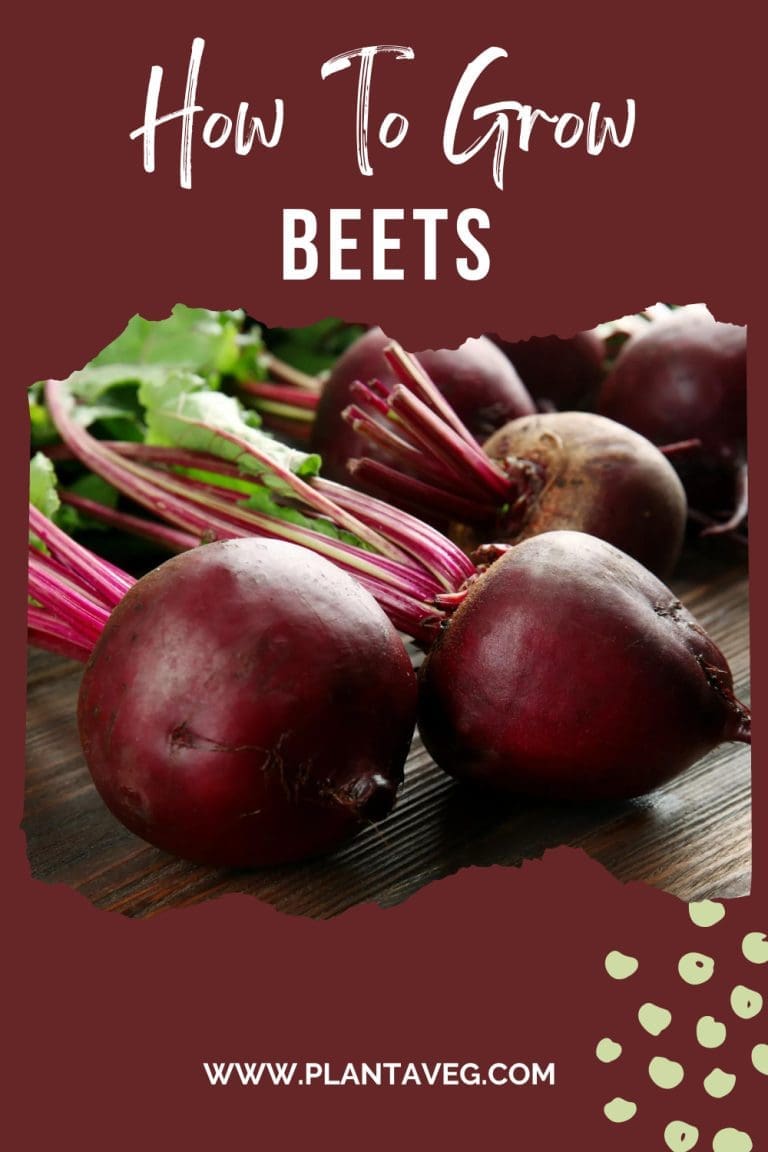 How To Grow Beets: Healthy & Delicious! | Plant A Veg