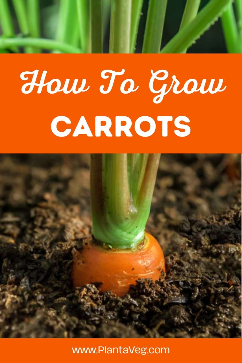 How To Grow Carrots | Plant A Veg