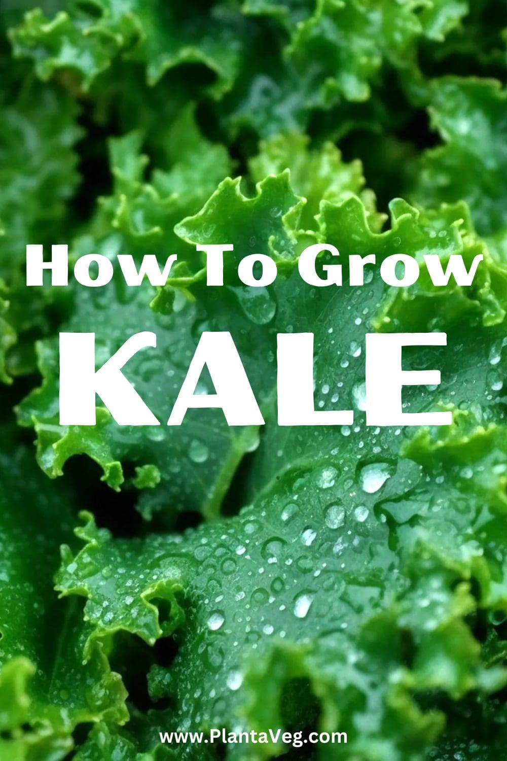 How To Grow Kale: A Comprehensive Guide | Plant A Veg