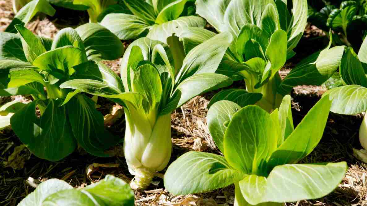 Asian Vegetable Seeds: How To Grow Asian Vegetables | Plant A Veg