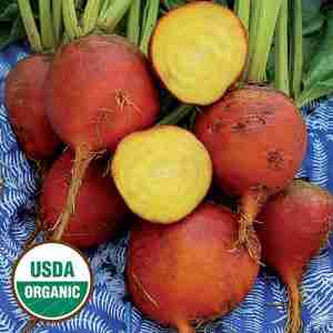 How To Grow Beets: Healthy & Delicious! | Plant A Veg
