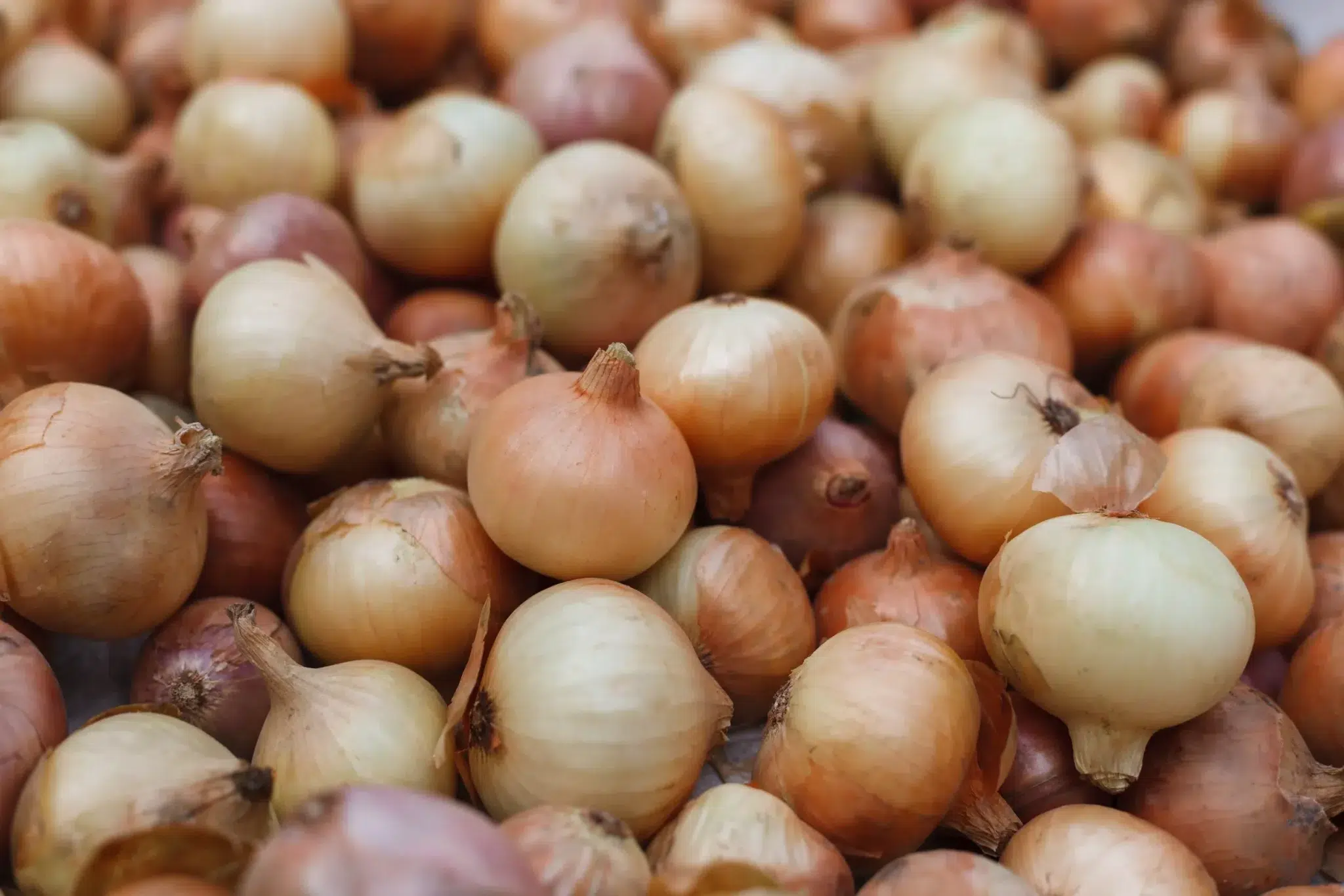 How To Grow Onions: A Comprehensive Guide | Plant A Veg