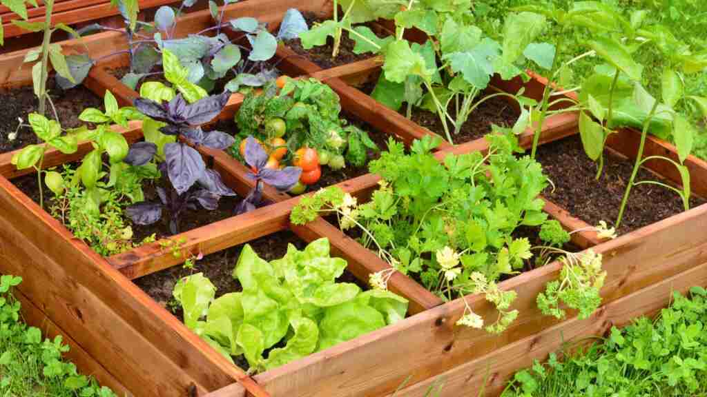 Raised Bed Gardening | Plant A Veg