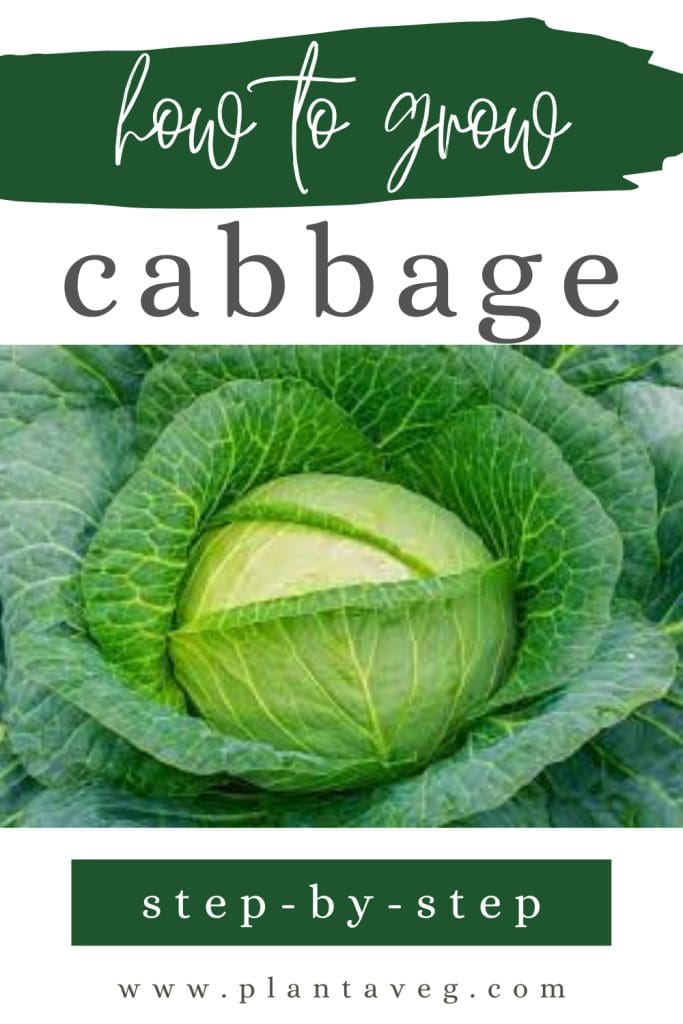 How To Grow Cabbage: A Step-by-Step Guide | Plant A Veg