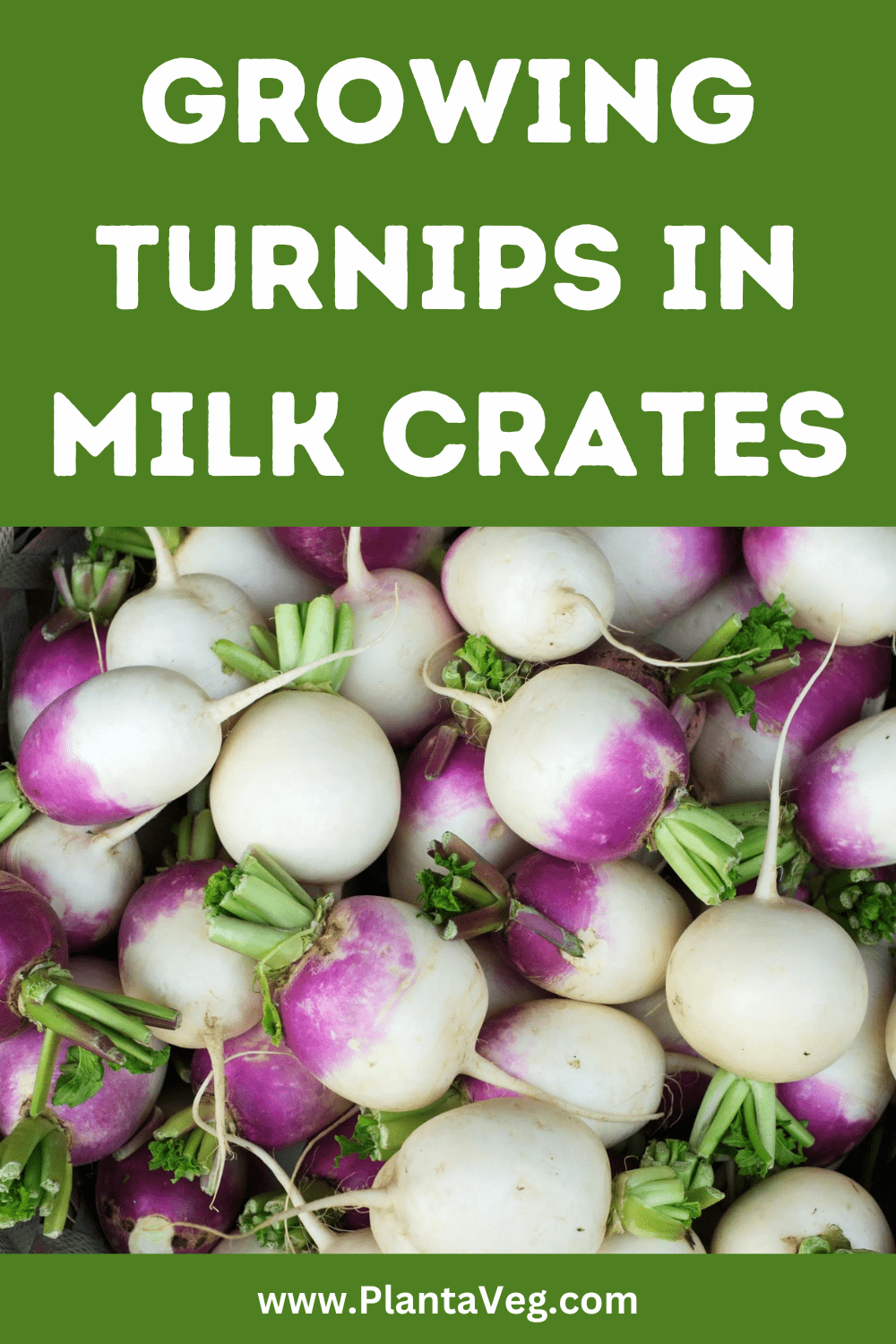 Growing Turnips In Milk Crates: A Thriving Garden in Limited Space ...