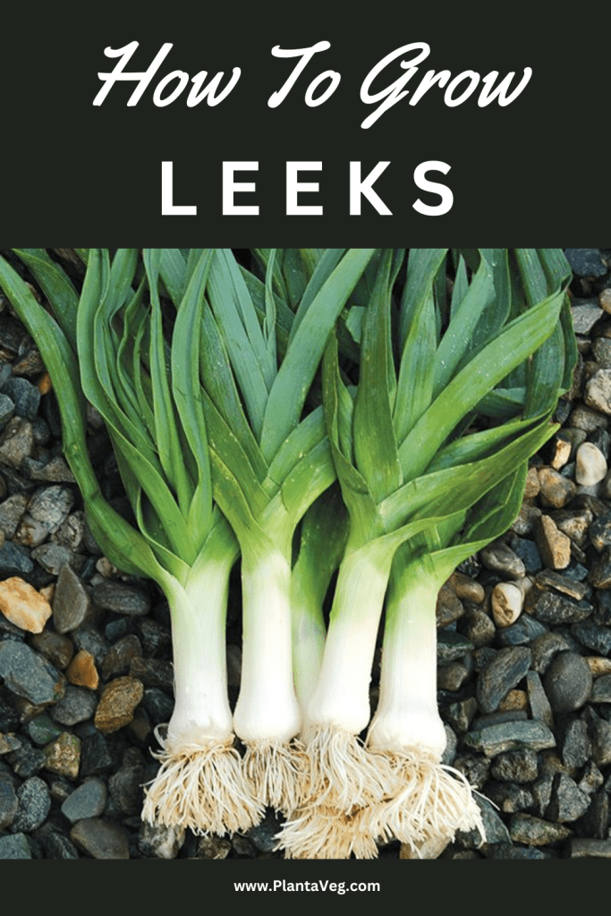 How To Grow Leeks: An In-Depth Guide | Plant A Veg