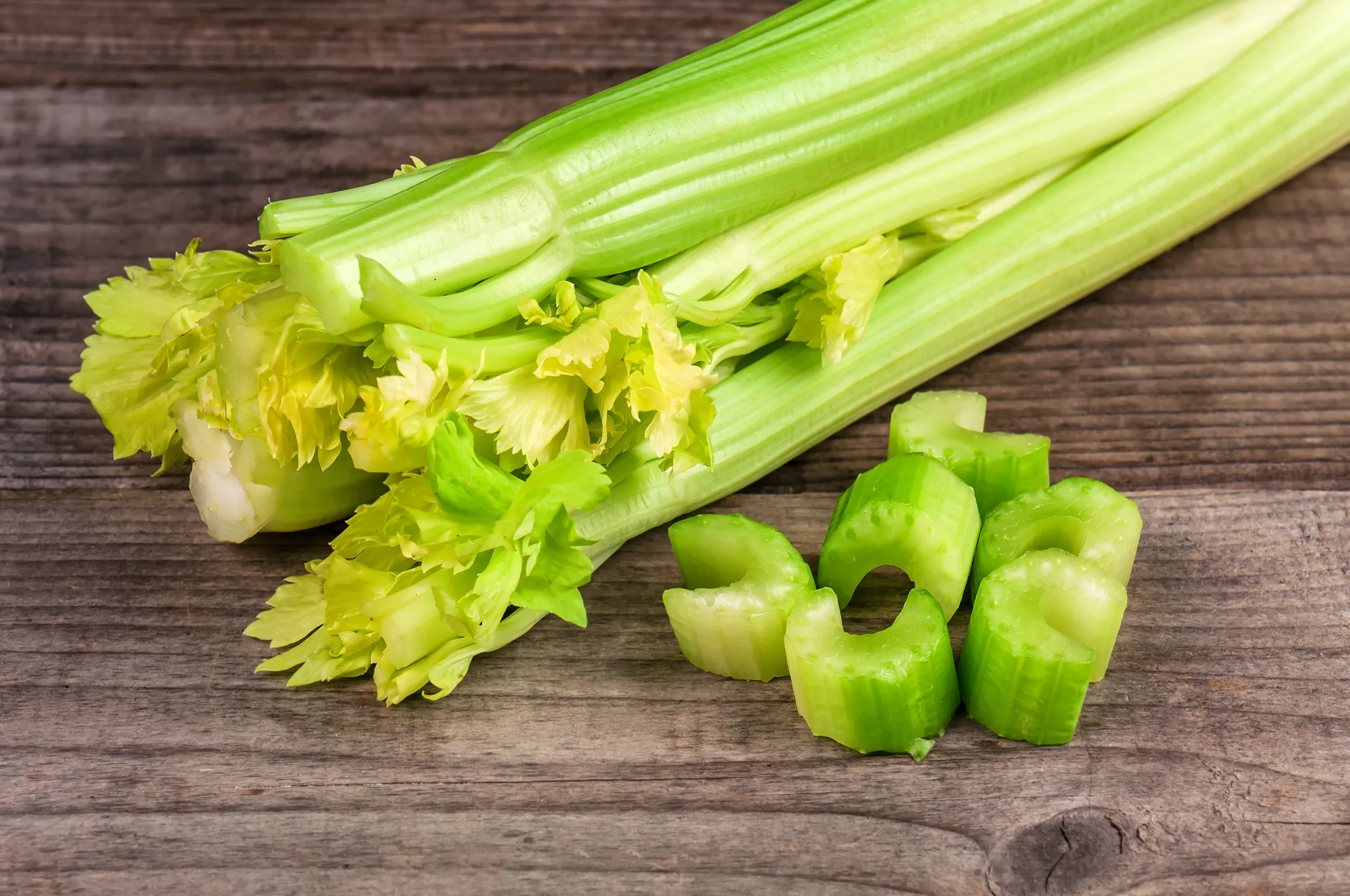 Can Dogs Eat Celery? | Plant A Veg