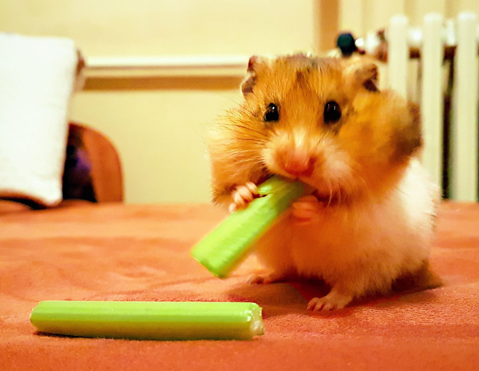 Can Hamsters Have Celery? | Plant A Veg