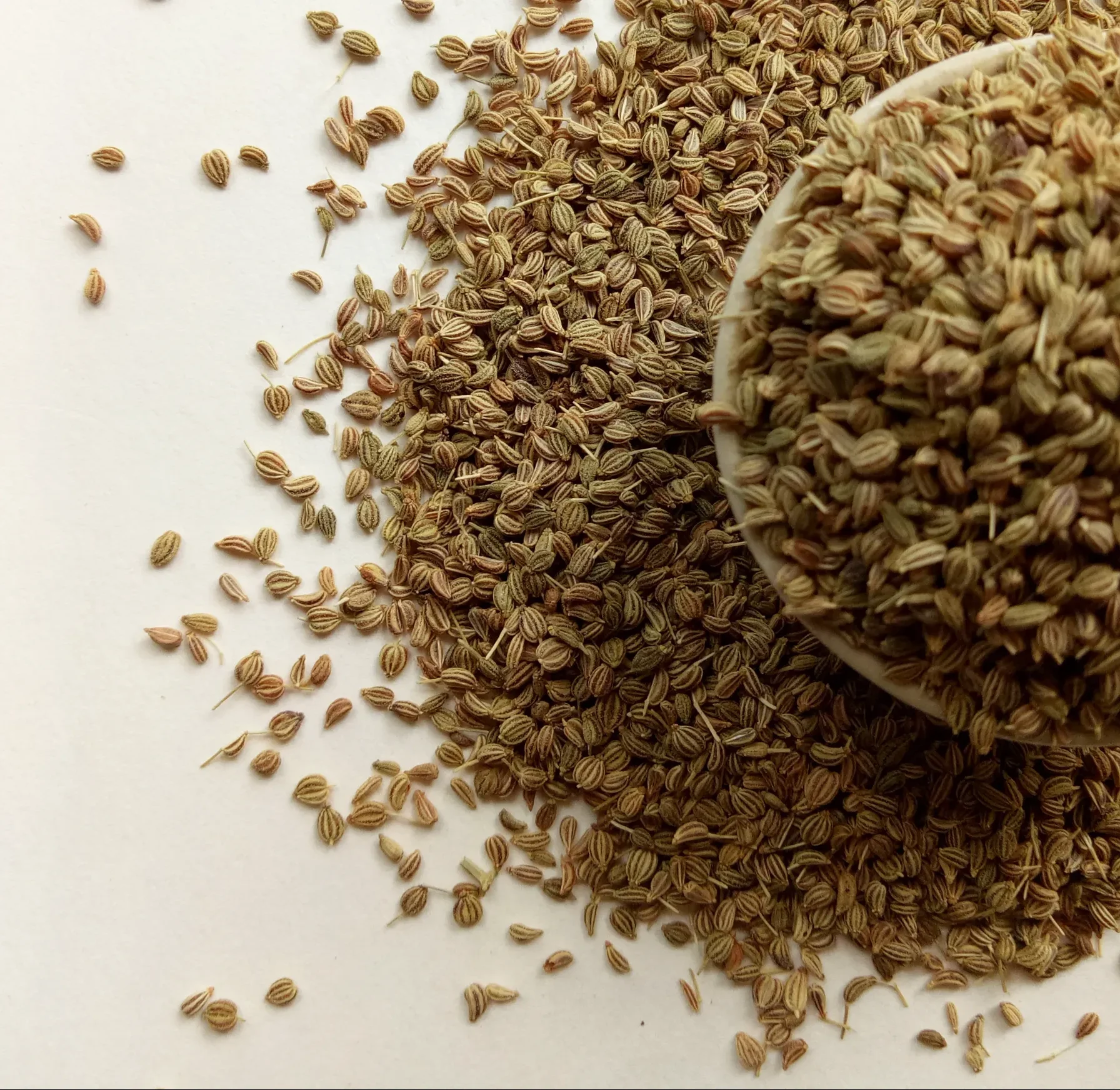 Celery Seeds - How To Grow Celery! | Plant A Veg